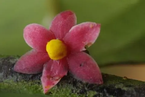 Your Weekly Attenborough: Sirdavidia solannona | Discover Magazine