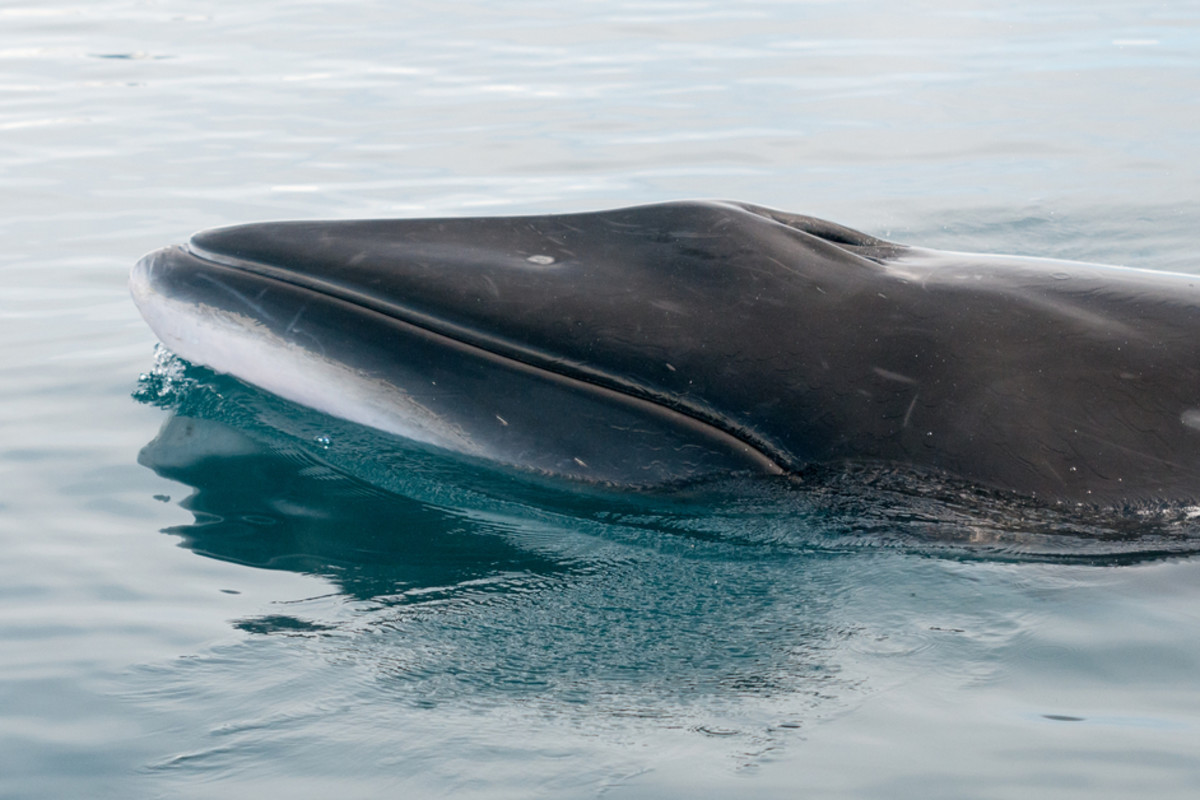 Scientists CT Scan An Entire Whale to Study Its Ears | Discover Magazine