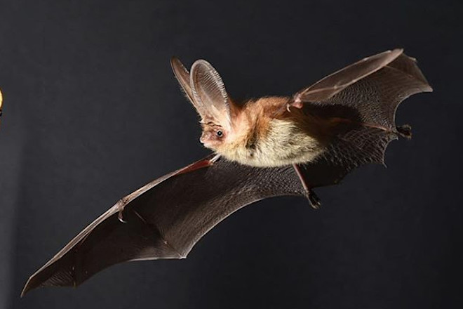 SNAPSHOT: Researchers Put a Bat in a Wind Tunnel to Study its Flight ...