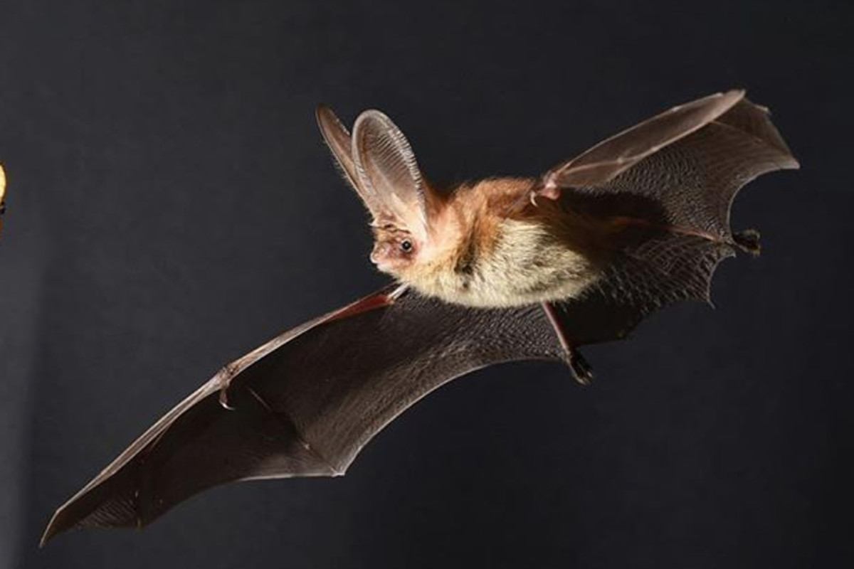 SNAPSHOT: Researchers Put a Bat in a Wind Tunnel to Study its Flight ...