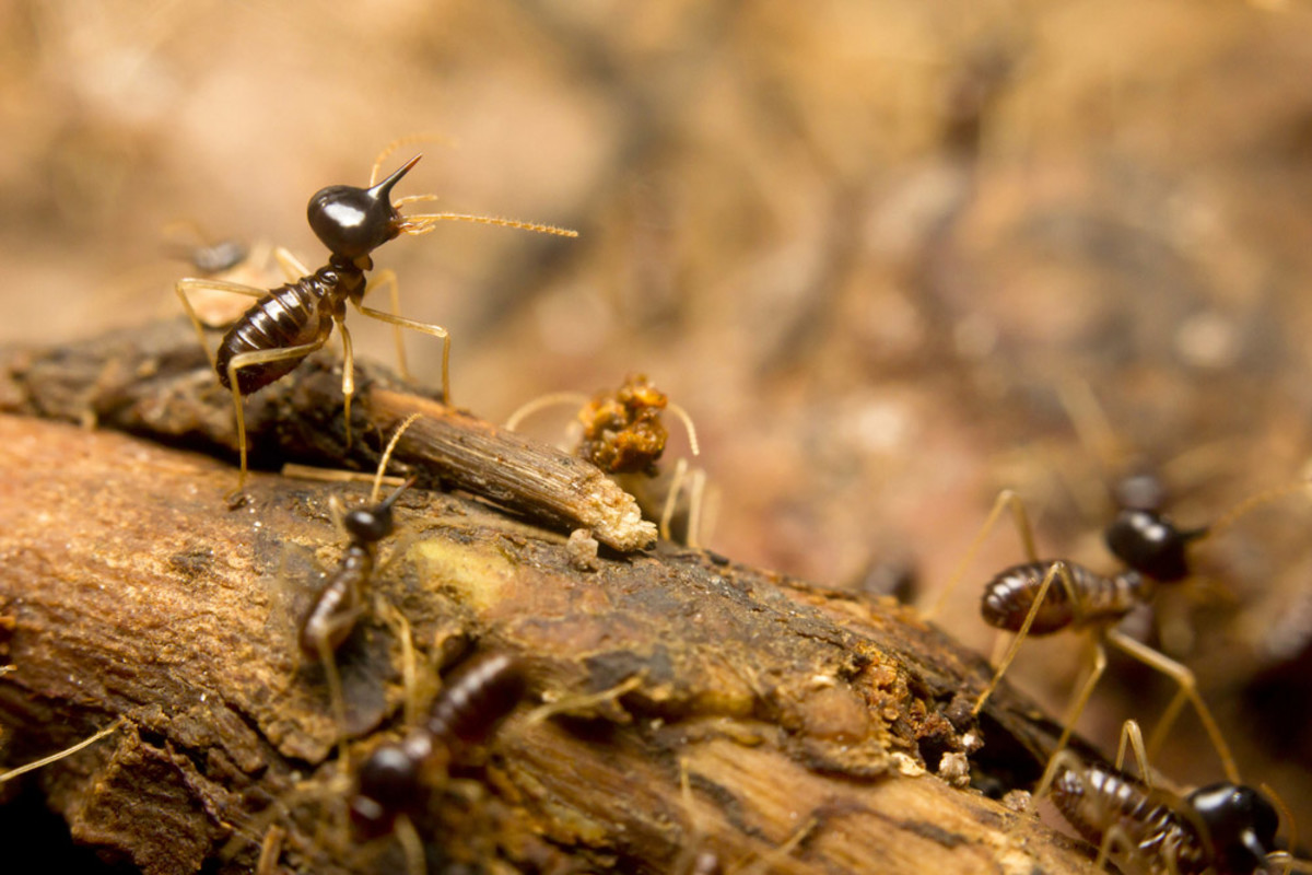 Termites' Engineering Skills Help Protect Tropical Rainforests From ...