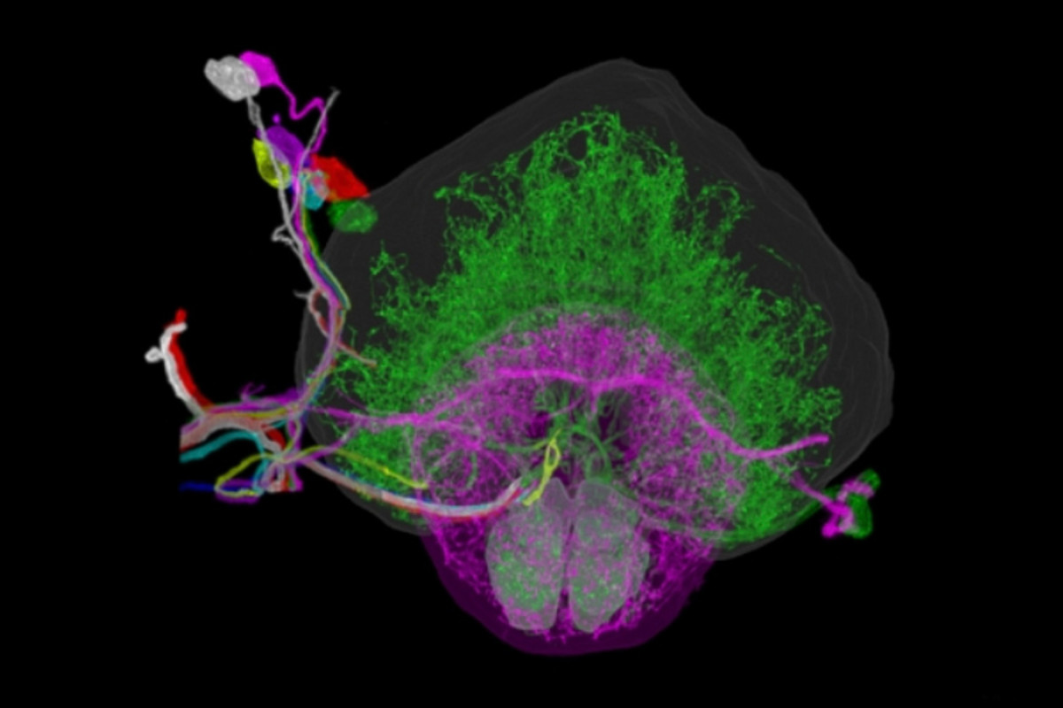SNAPSHOT: Fruit Fly Brain Captured With New 3-D Imaging Tech | Discover ...