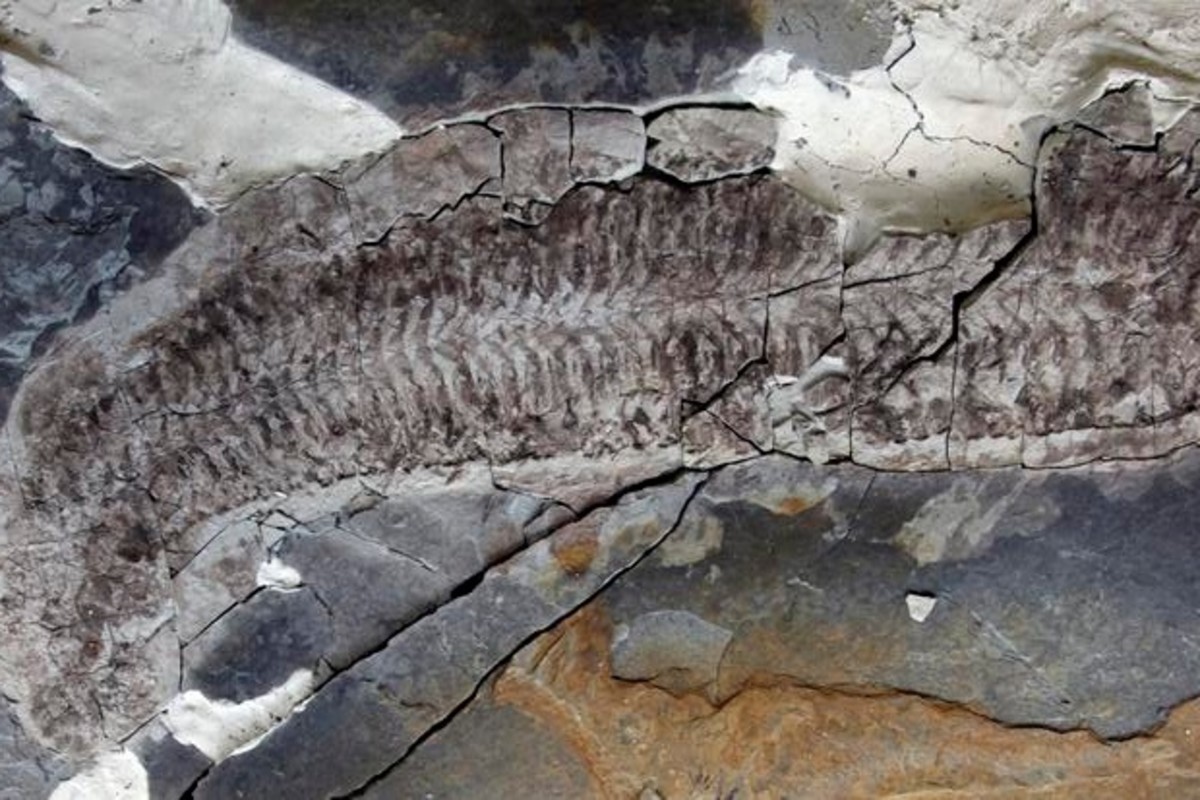 This 444 Million-Year-Old Arthropod Was Fossilized Inside Out ...