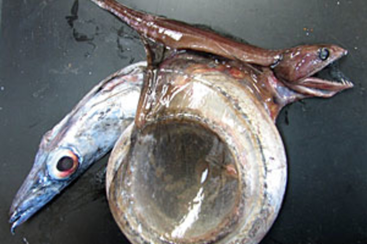 Little Fish Eats Big Fish. Explodes. Dies. | Discover Magazine