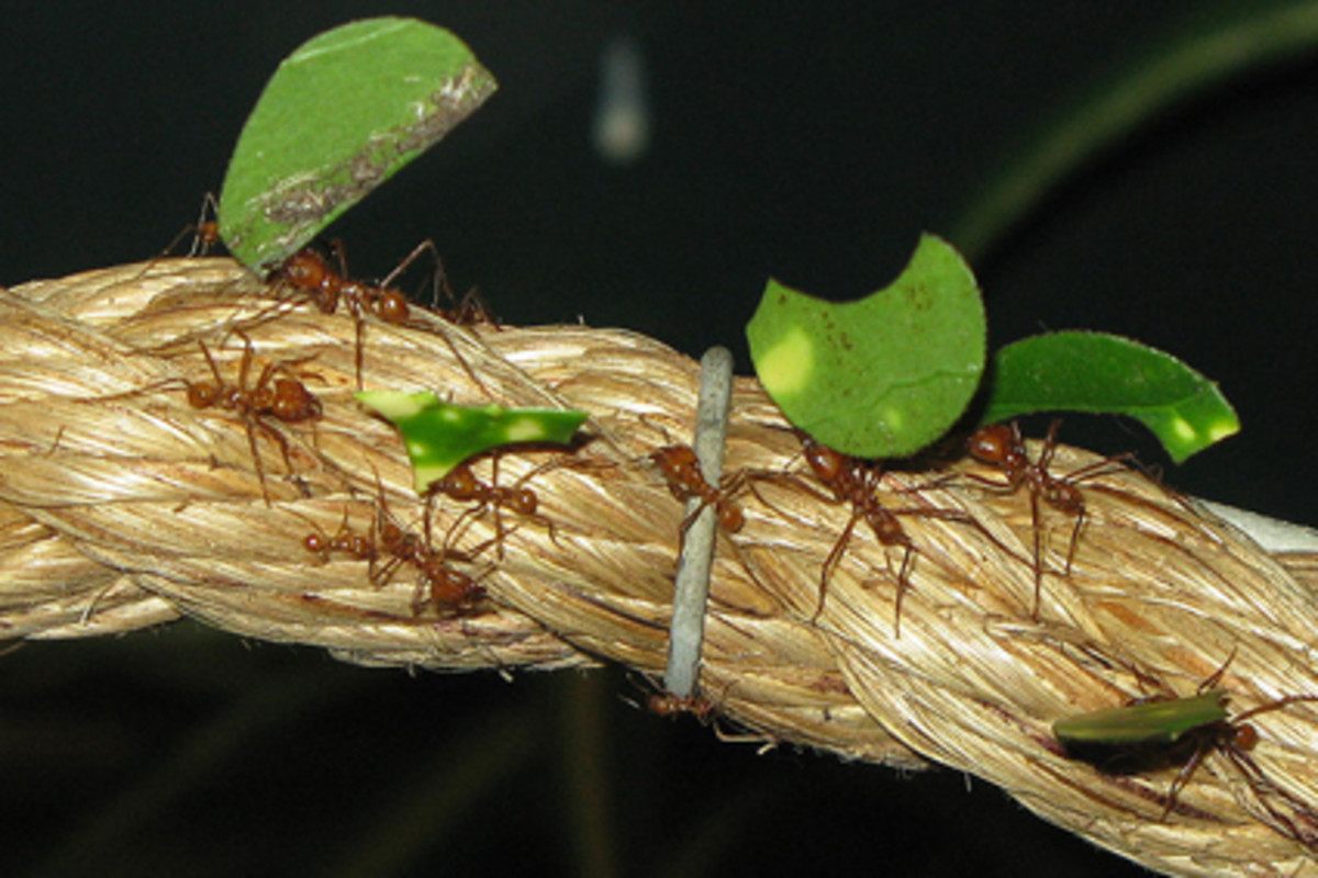 Road Block Proves No Match for Adaptable Ants | Discover Magazine