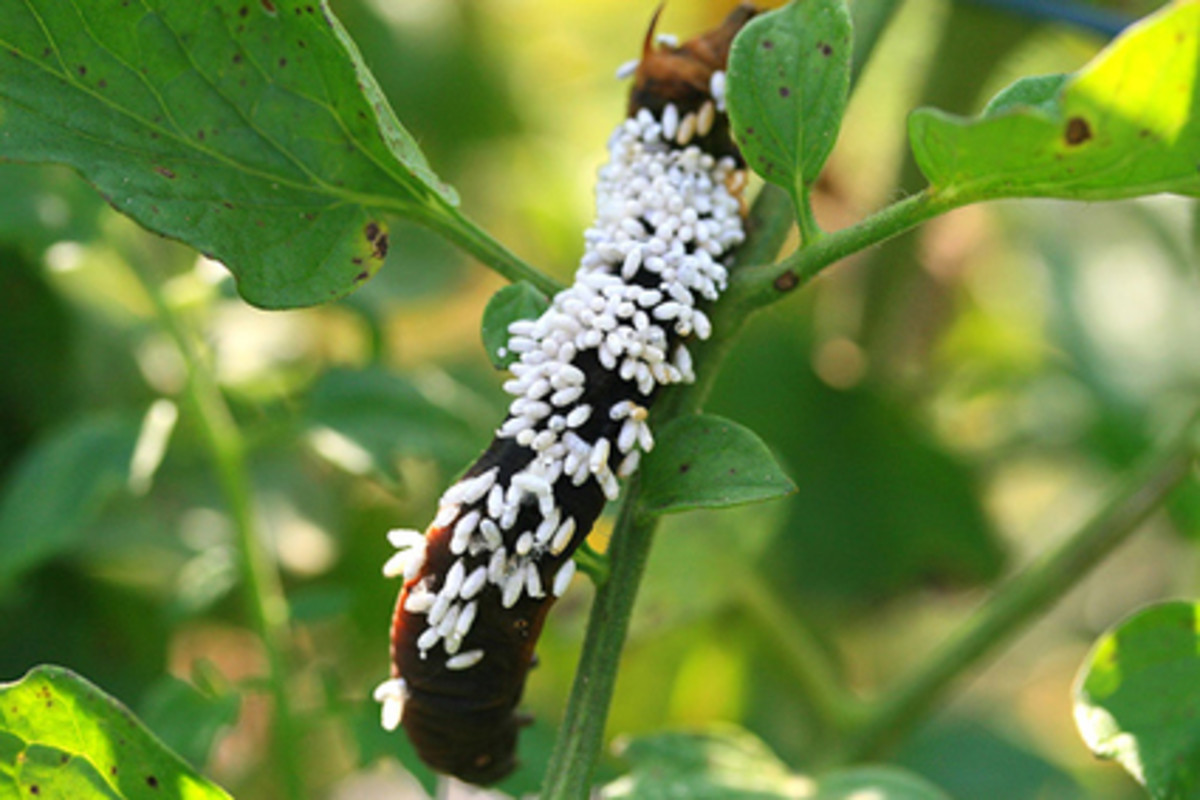 Caterpillars Beware: Parasitic Wasps Come in a Wide Variety | Discover ...
