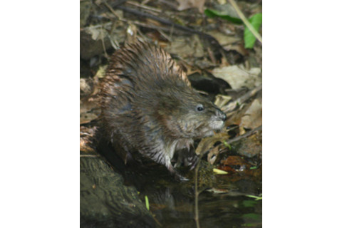 Is Muskrat Poop the Next Penicillin? | Discover Magazine