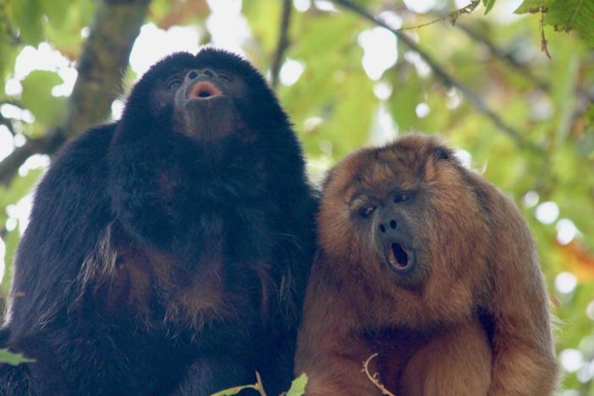 How Can Monkeys Yodel Better Than Humans? | Discover Magazine