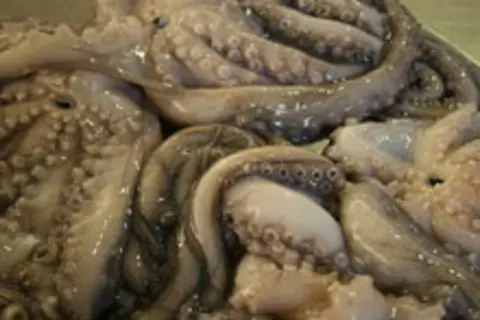 Everything You Ever Wanted to Know About Squid Sex | Discover Magazine