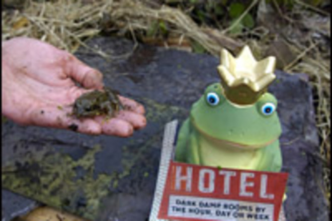 Charge by the Hour? Scottish Volunteers Build Mating Motel for Frogs ...
