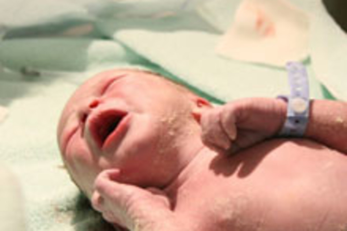 Cooking with Joel Stein: How to Eat a Placenta | Discover Magazine