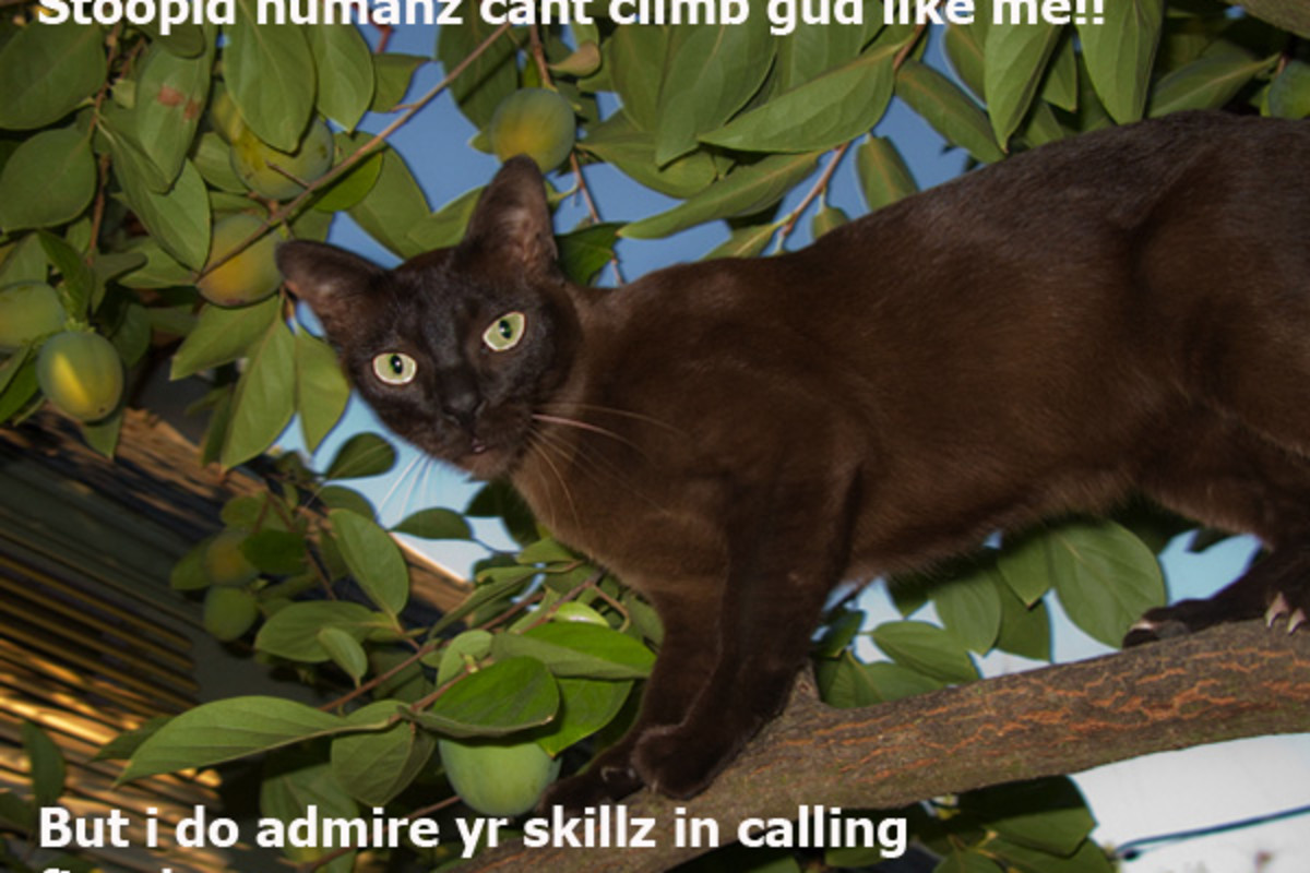 LOLScienz: Stoopid Humanz | Discover Magazine