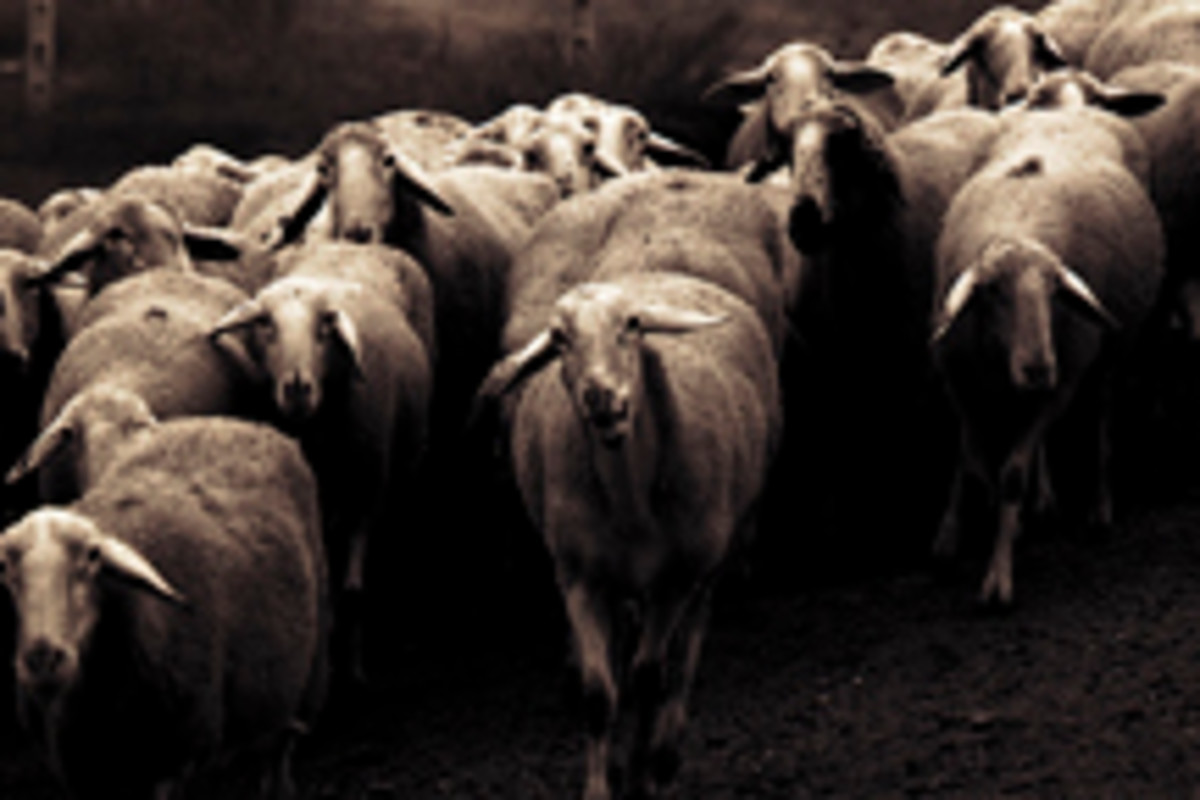 Need a New Pancreas? It May Come From a Sheep | Discover Magazine