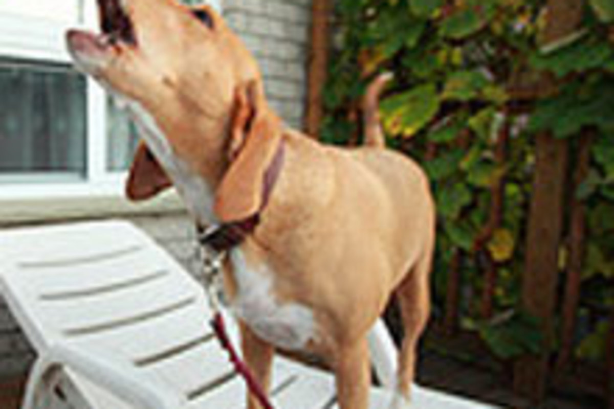 Dog Collar Claims to "Translate" Dog Barks; Experts Are Dubious ...