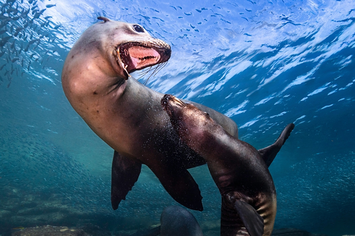 A Toxic Algae Bloom May Be Causing Sea Lions to Attack People ...