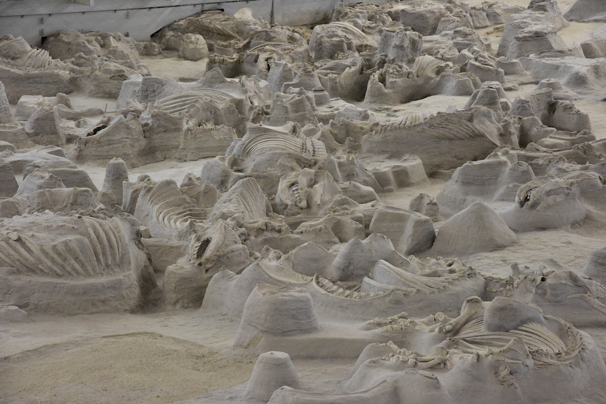 Volcanic Ash Buried a Huge Herd of Nebraskan Rhinos 12 Million Years ...