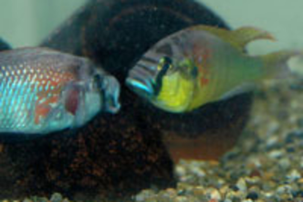 This Fish Has Seen the Enemy, and It Is Him | Discover Magazine