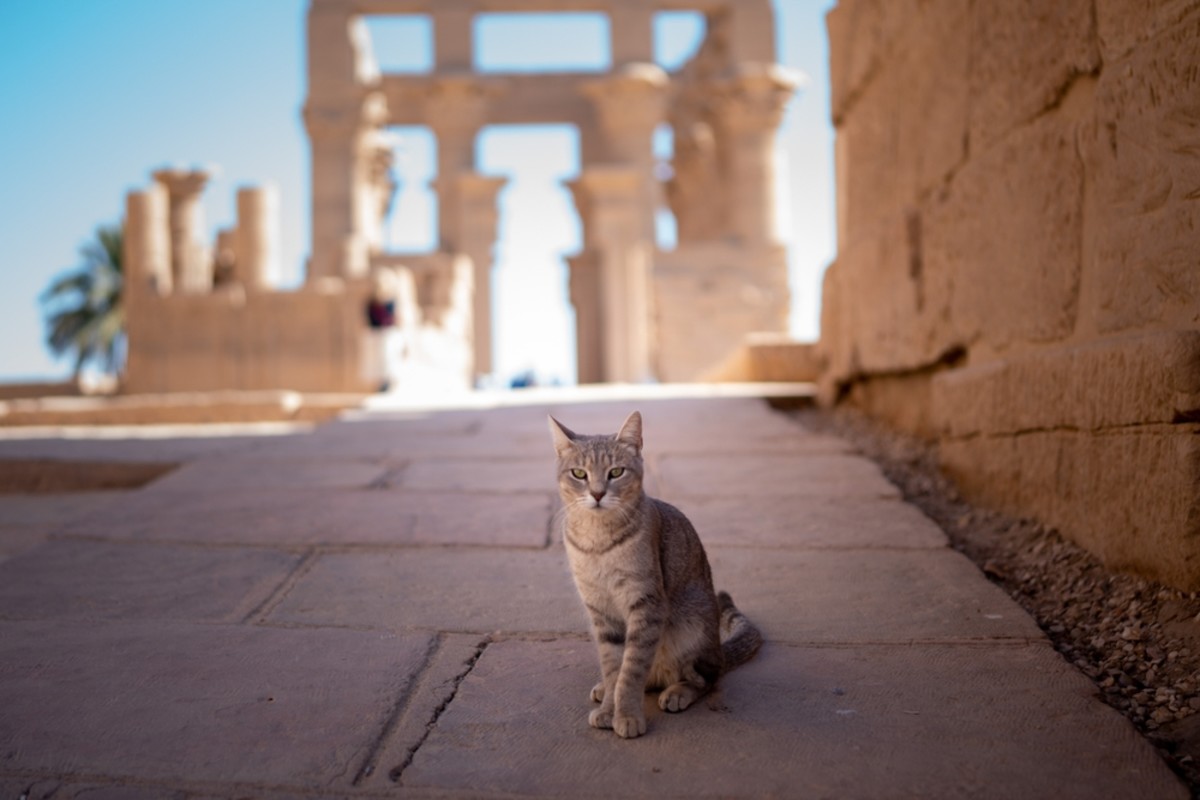 The Rise of Cat Domestication May Have Started with Ancient Egyptian ...