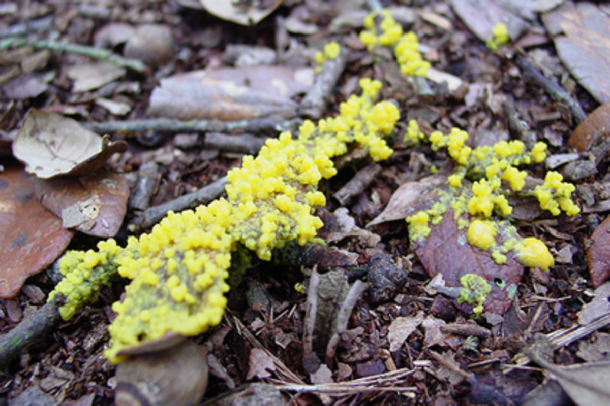 Slime Molds Are Picky About Where to Eat, Despite Being Brainless ...