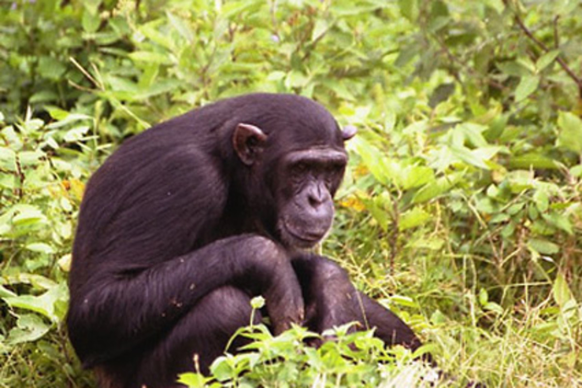 Chimps Use Tools to Improve Their Sex Lives | Discover Magazine