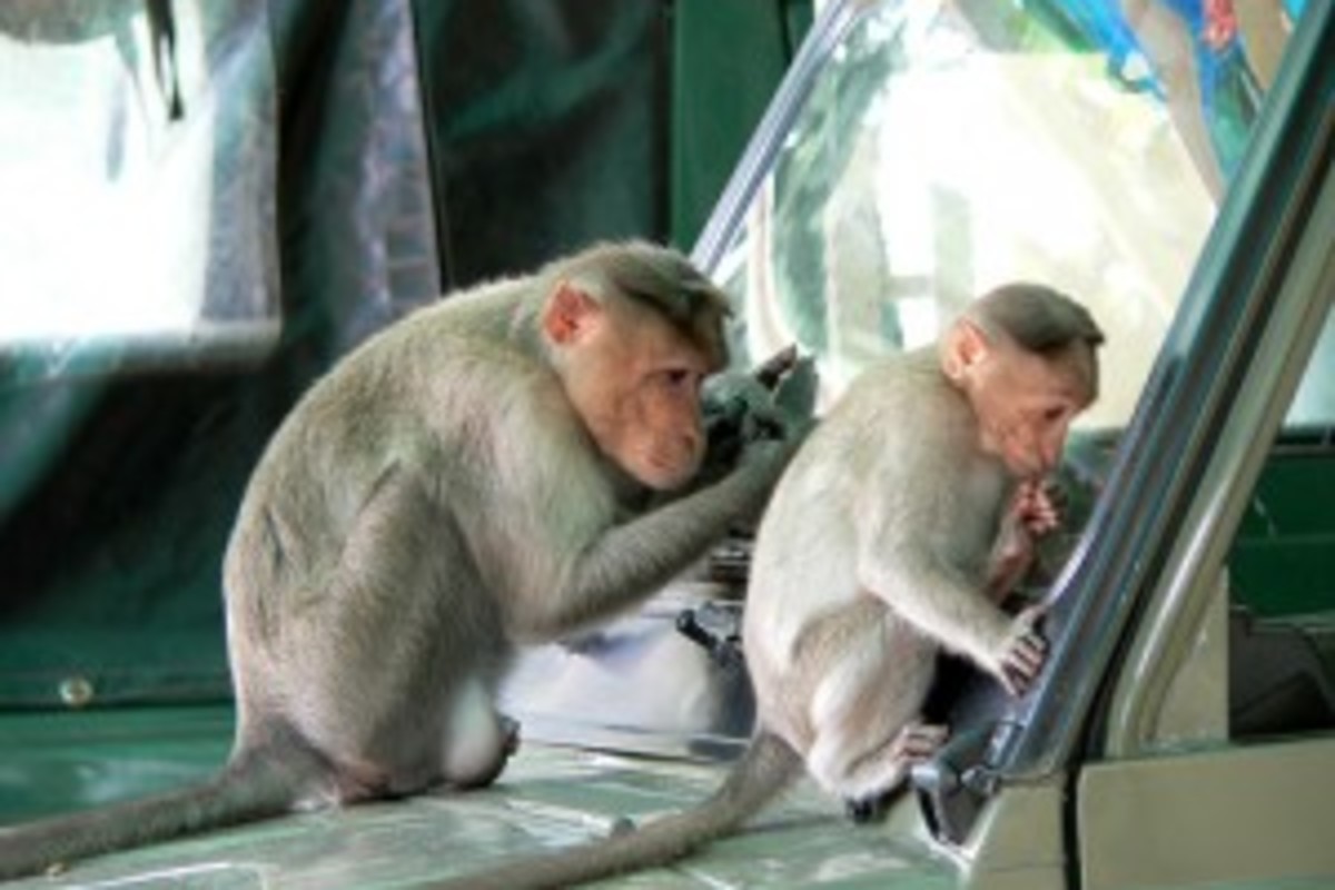 NCBI ROFL: Sex differences in rhesus monkey toy preferences parallel ...