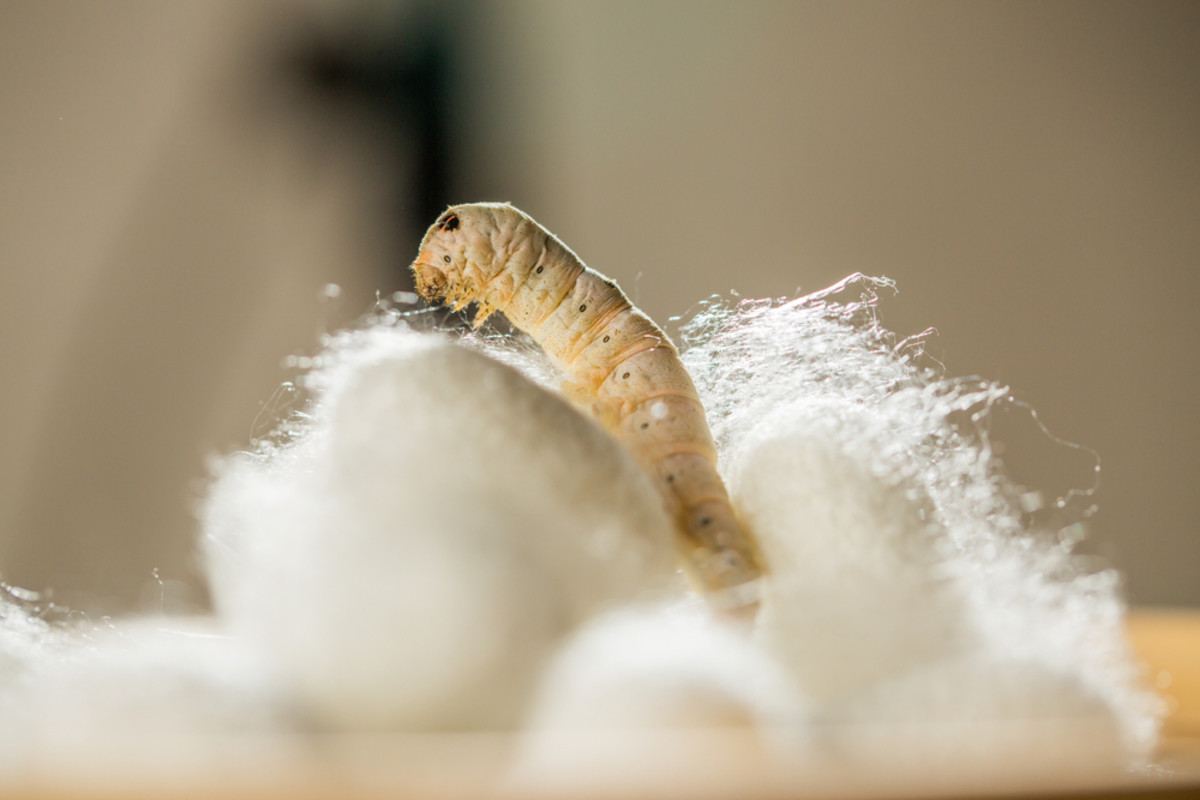Unraveling the Power of Silk | Discover Magazine