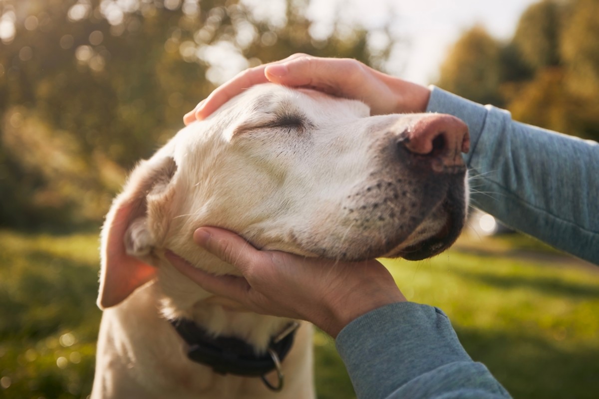 We May Value Our Dogs More than Our Human Relationships | Discover Magazine