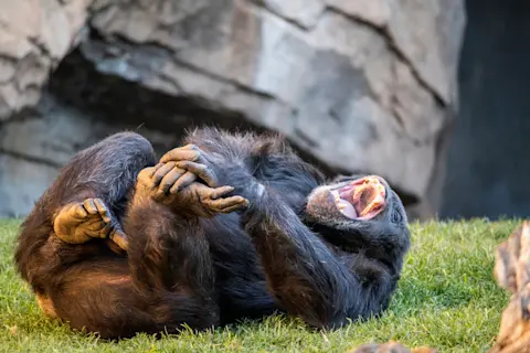 Just Like Us, Chimpanzees Love To Drink and Share Alcohol | Discover ...