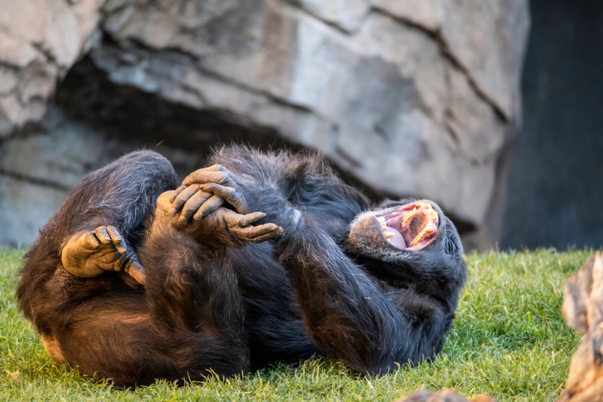 Just Like Us, Chimpanzees Love To Drink and Share Alcohol | Discover Magazine