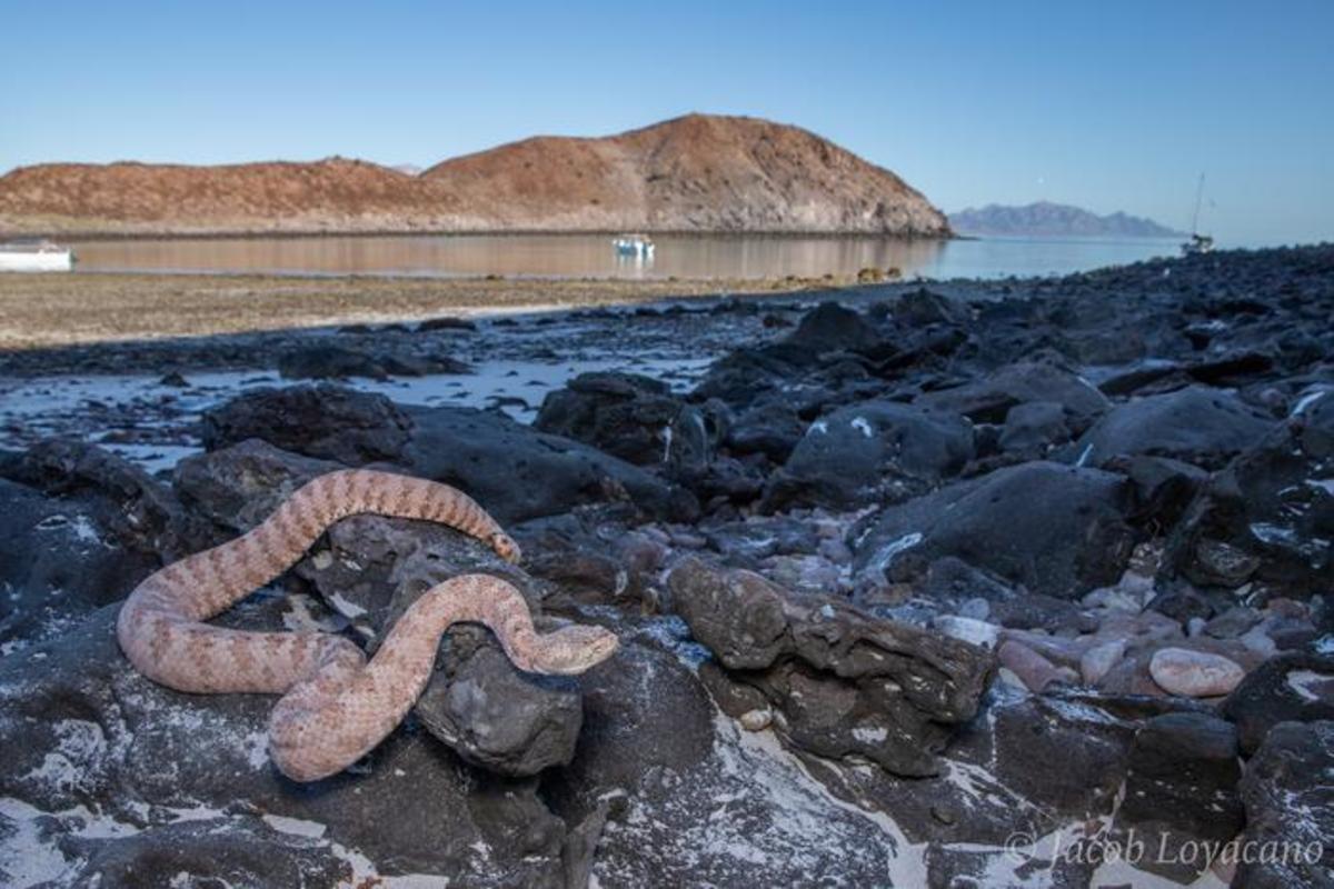 Rattlesnake Venom Evolves and Adapts to Climate Change | Discover Magazine