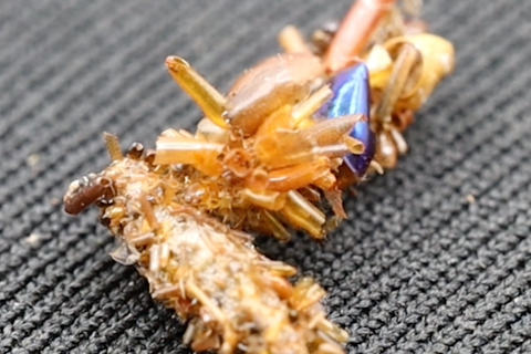 Meet the Cannibalistic Caterpillar That Dresses in the Bones of It's ...