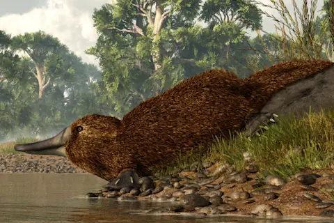 Evolutionary Origins of the Strange Platypus and Echidna Found at ...