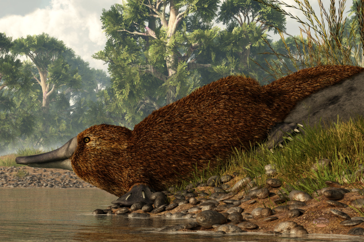 Evolutionary Origins of the Strange Platypus and Echidna Found at ...