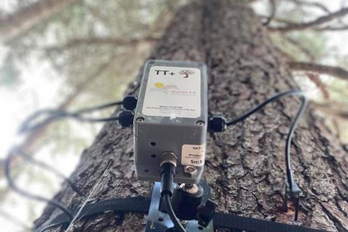 Trees Communicate With Each Other to Get Ready for a Solar Eclipse ...