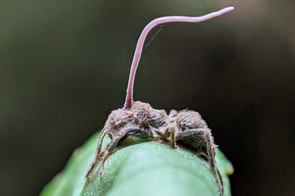 These 5 Infectious Fungi are a Terror to Insects and Humans | Discover ...