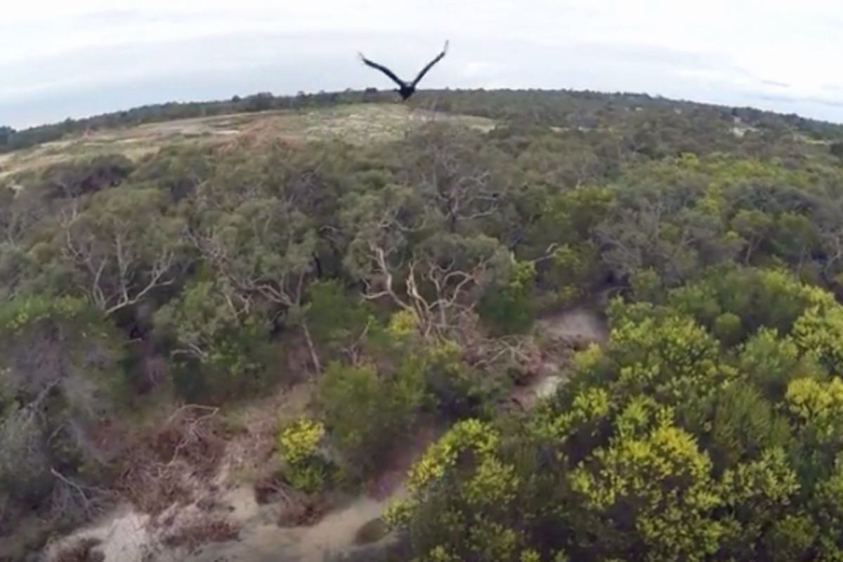 VIDEO: Australian Eagle Takes Out Drone in Midair | Discover Magazine