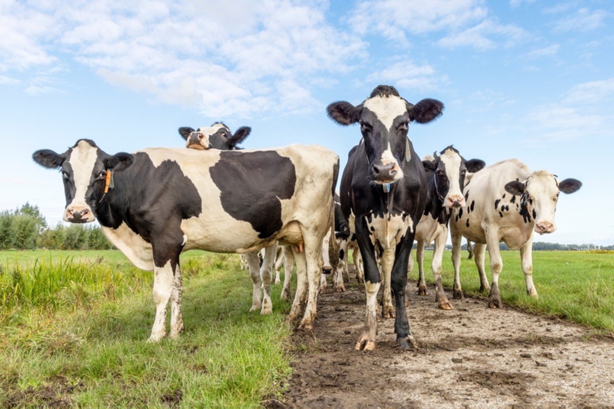 Manure Makeover: How Cow Dung Could Be the Future of Sustainable ...