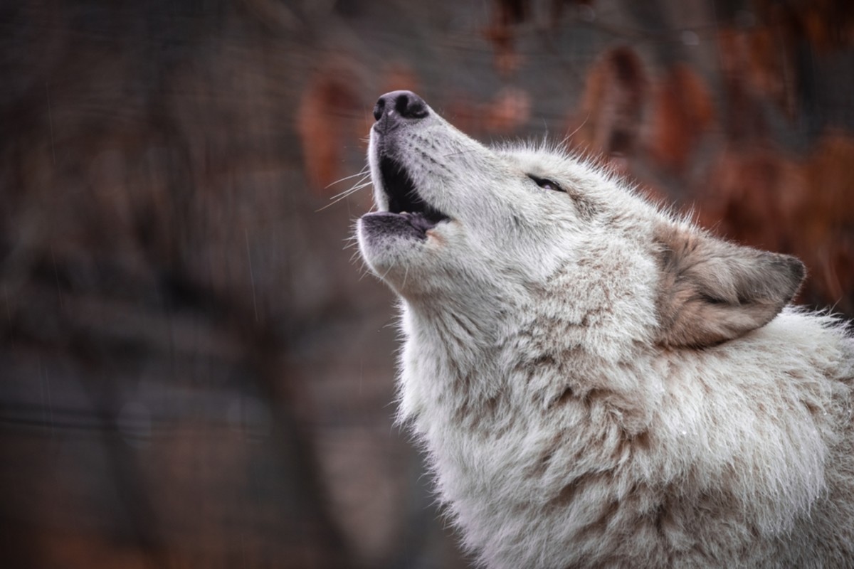 Artificial Intelligence Could Help Unlock the Secrets of Yellowstone ...