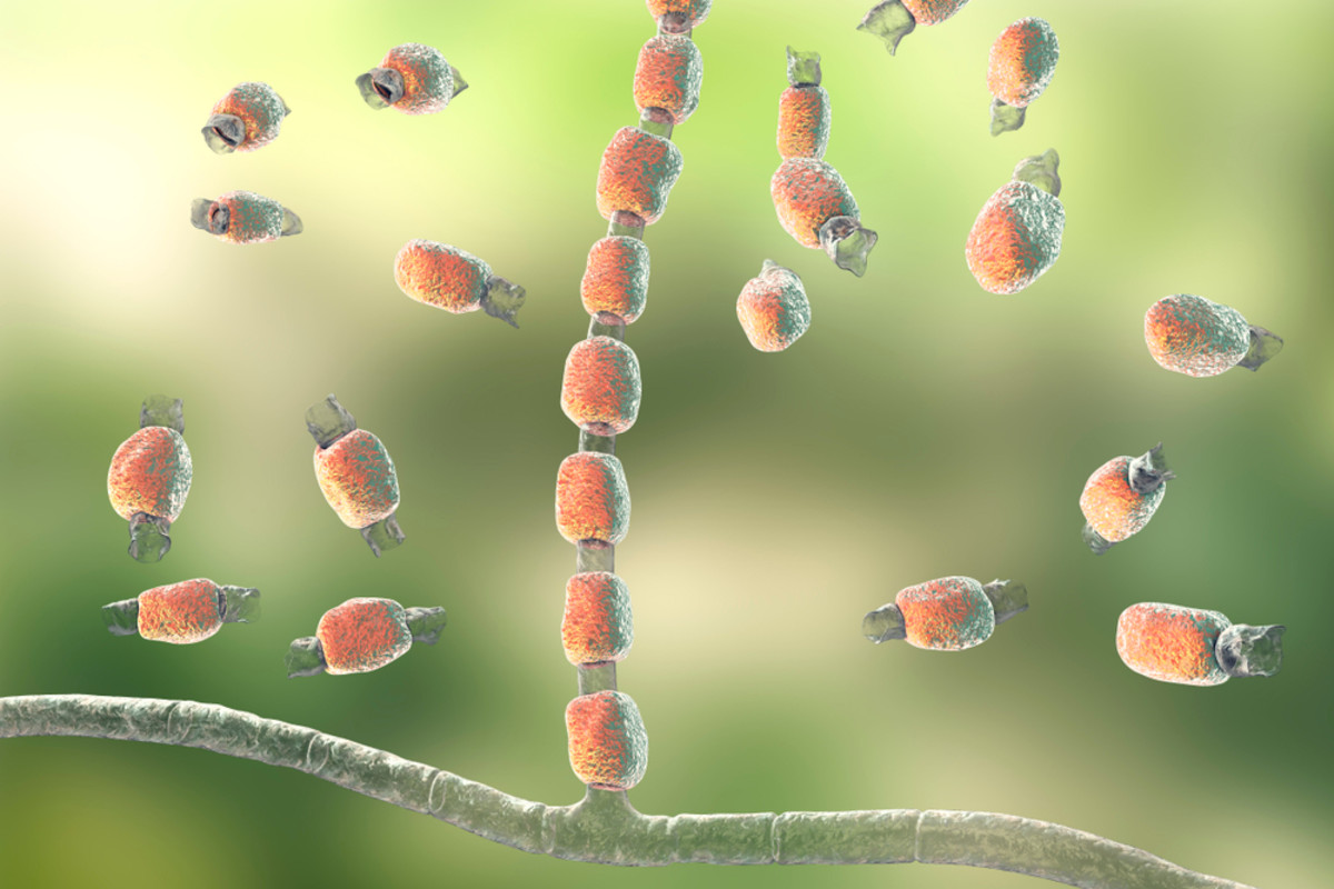 An Infectious Fungus Can Cause Valley Fever, Creating Health Risks ...
