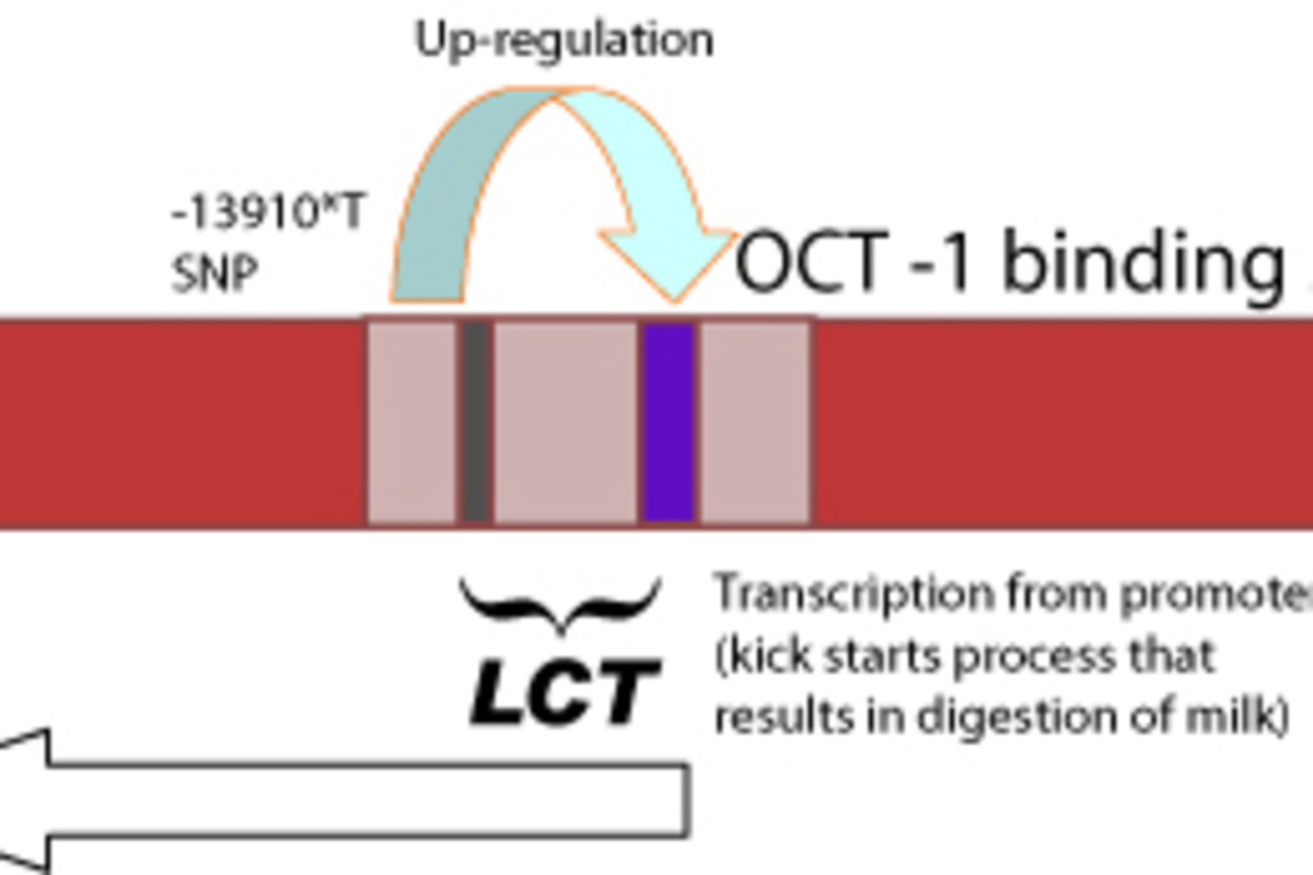 Lactose tolerance, is it "dominant"? | Discover Magazine