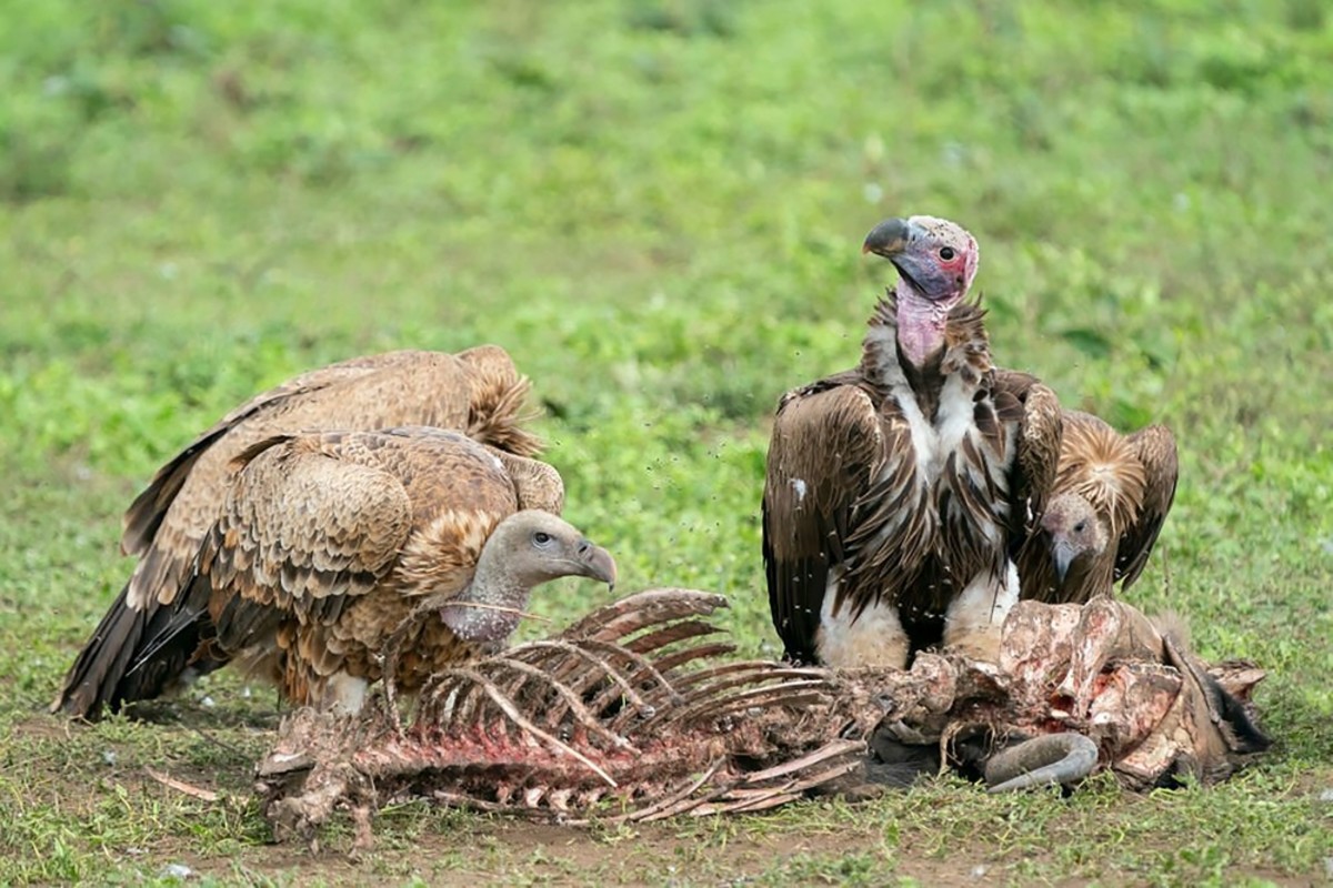 Vulture Extinction Could Unleash Deadly Diseases on Wildlife and Humans ...
