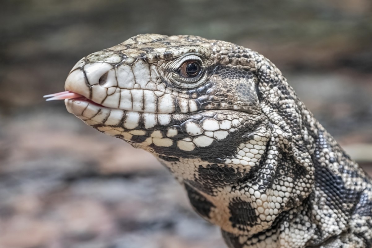 AI Helps Identify Fossil of Prehistoric Tegu That Lived in Florida 16 ...