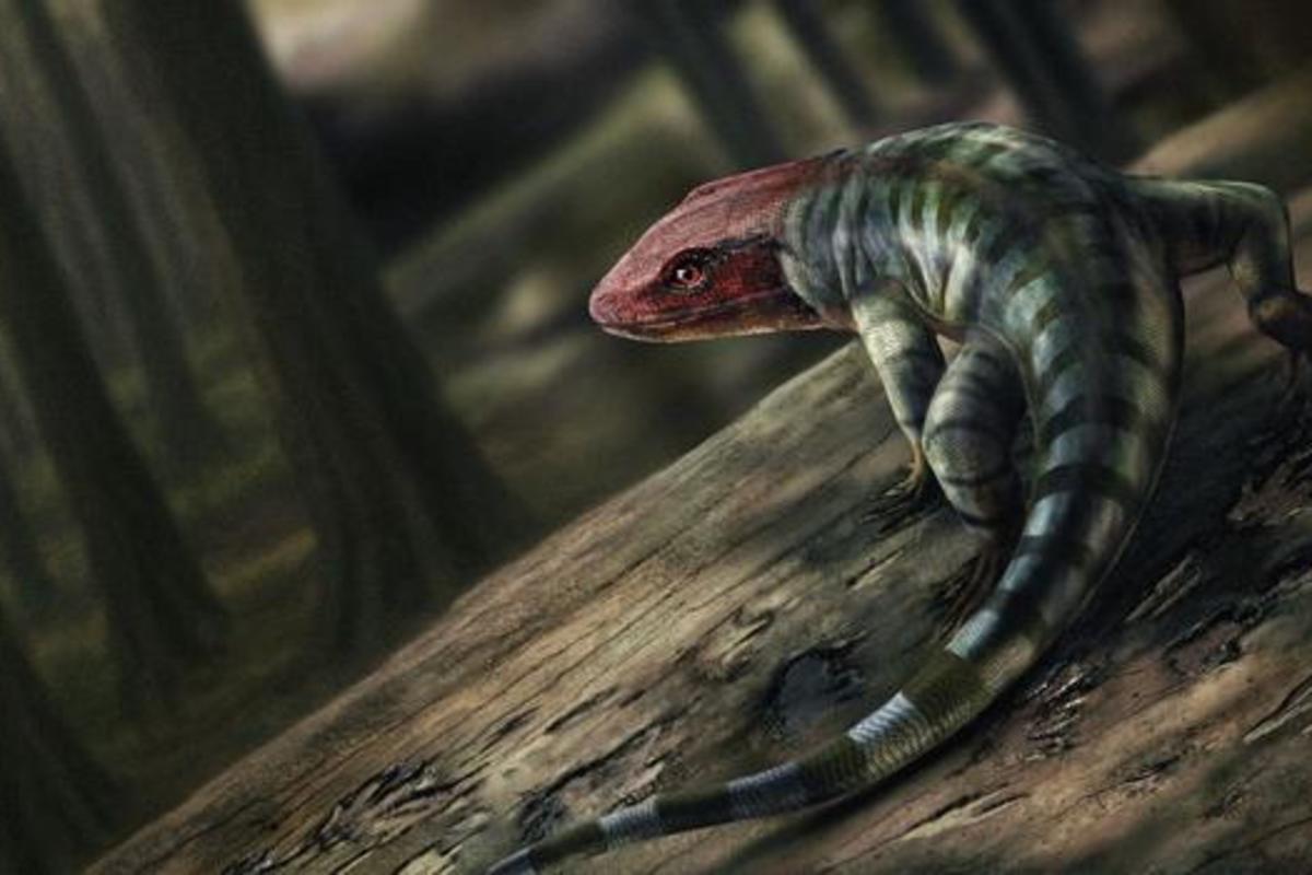 Animals May Have Evolved from Sea to Land 35 Million Years Earlier Than ...