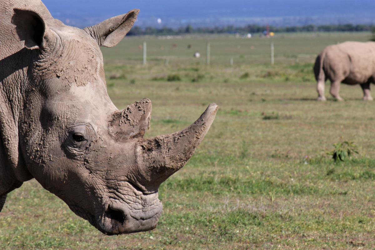 Northern White Rhino Genome Could Help Save the Species from Extinction ...