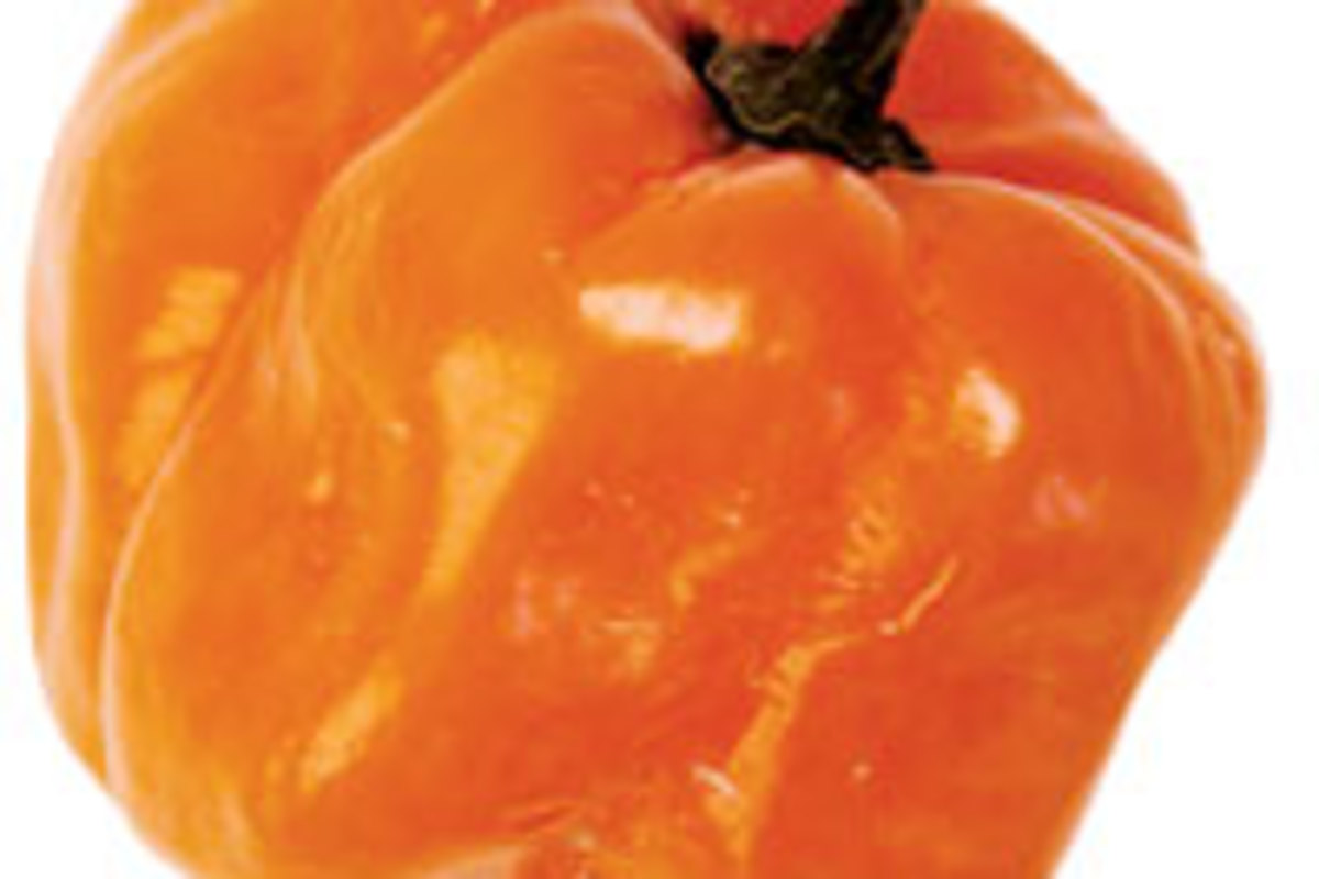 Hot peppers & pain | Discover Magazine