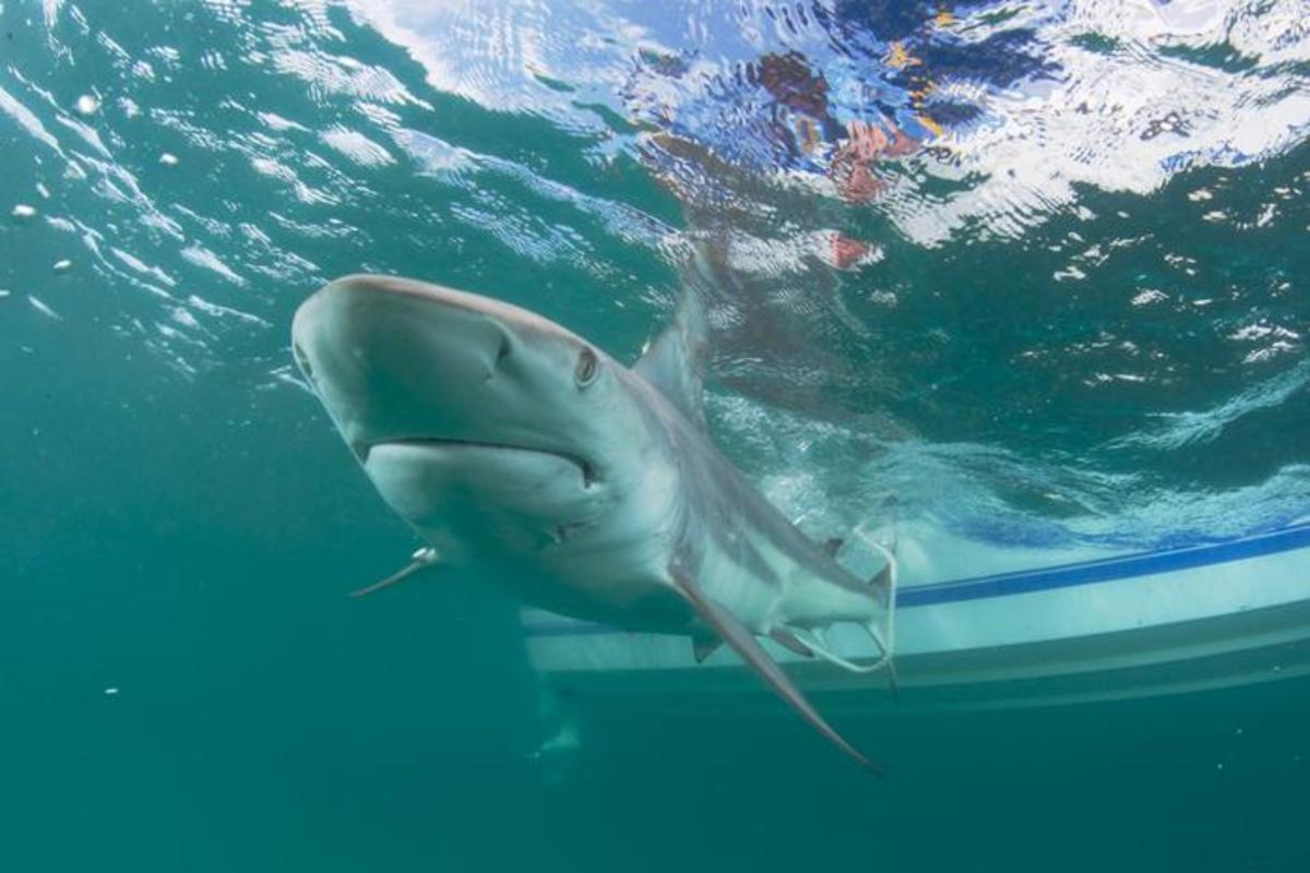 A Shark's Strong and Flexible Cartilage Could Help Us Create Advanced ...