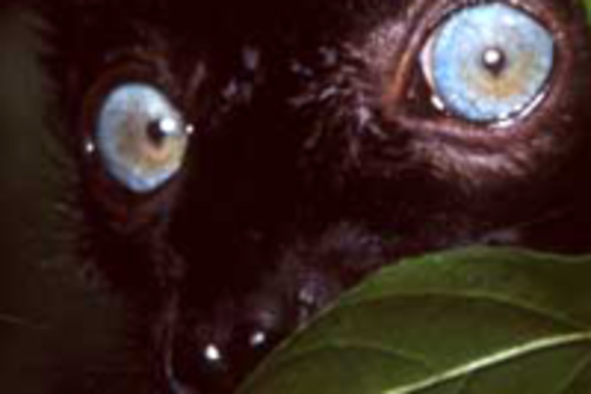 Alien genetic architecture | Discover Magazine