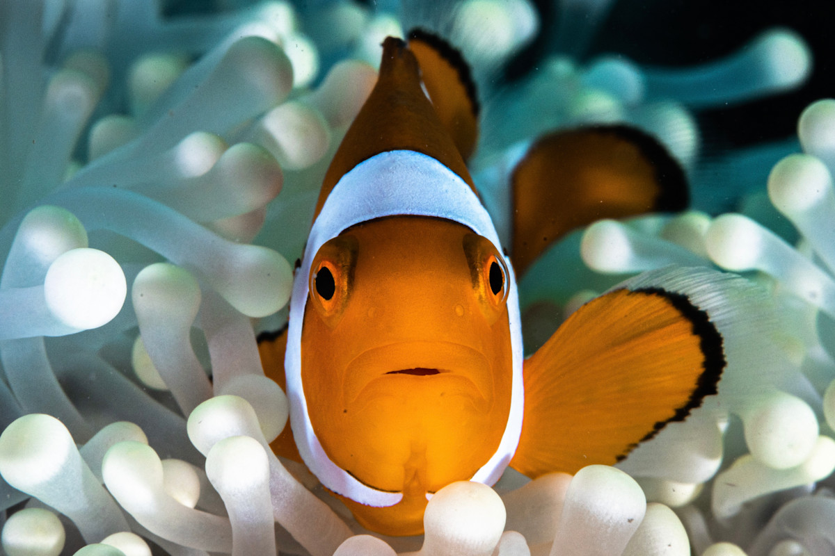 Clownfish Shrink in Size With Their Breeding Partners to Survive Heat ...