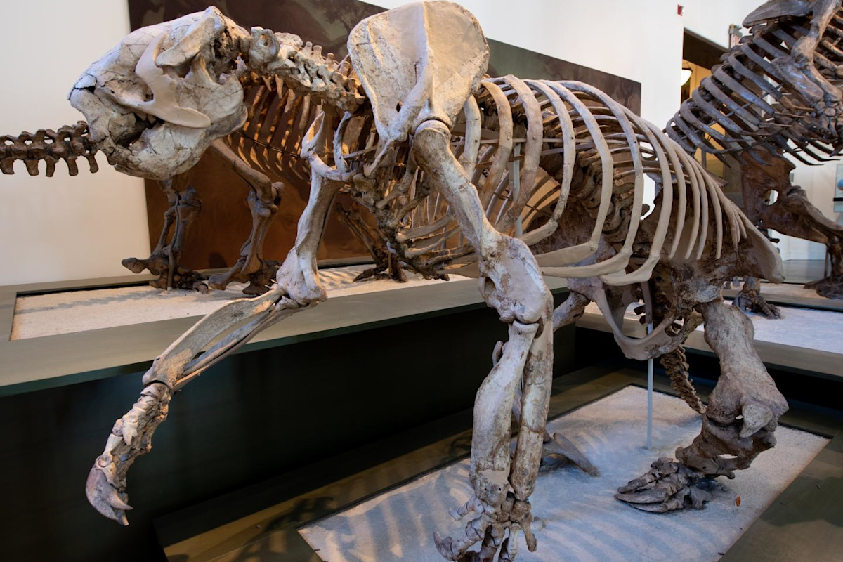 Ancient Humans Hunted 20-Foot-Tall Sloths and Likely Caused the Mammal ...