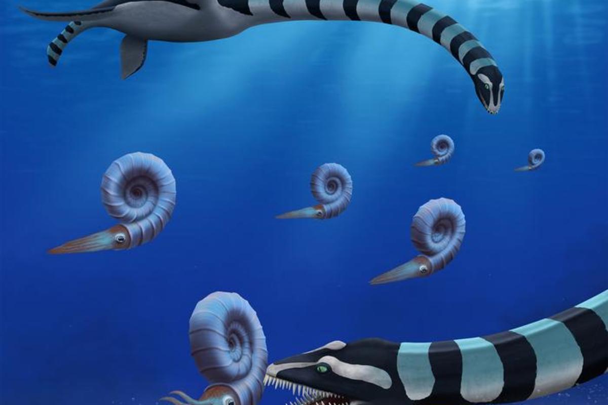 Mystery Fossils of Fierce, Prehistoric Marine Predator with a 40-Foot ...